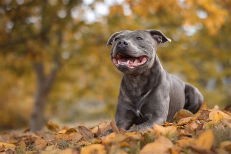 Staffie Bleu Que Savoir De Lui