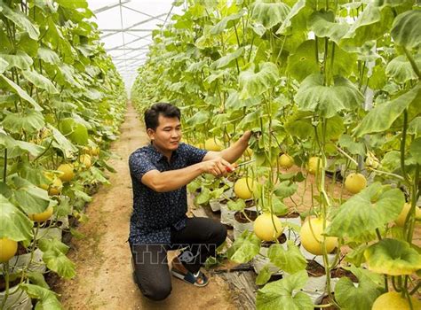 Thu nhập cao từ mô hình trồng dưa lưới công nghệ cao ở Bến Tre Ảnh