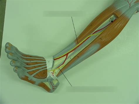 Anterior Lower Leg Nerves Diagram Quizlet