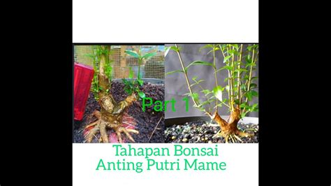 Tahapan Bonsai Anting Putri Mame Wrightia Religiosa Part Youtube