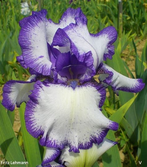 Rare Treat Historic Iris Preservation Society