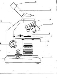 Compound Light Microscope Diagram Quizlet
