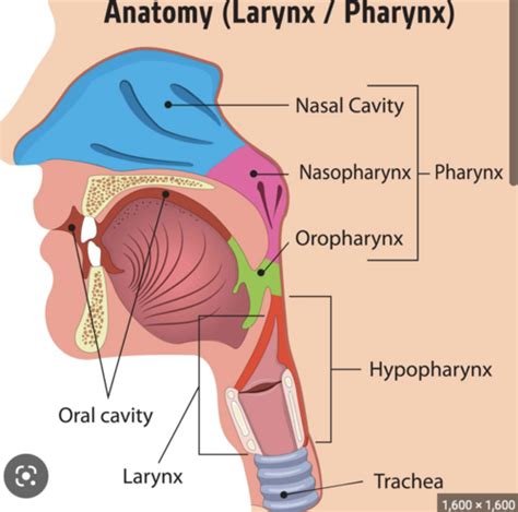 Pharynx And Larynx Flashcards Quizlet