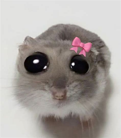 Pin on منشوراتي in 2024 Cute hamsters Silly animal pictures