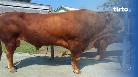 Sapi Kurban Jokowi Limousin Dan Simmental Favorit Para Presiden