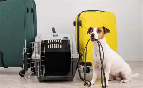 Requisitos para viajar con tu mascota Qué debes saber