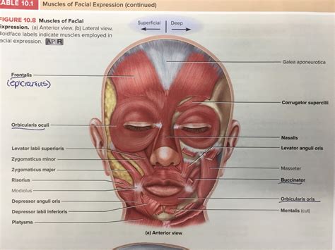 Muscles Of Head And Neck Diagram Quizlet