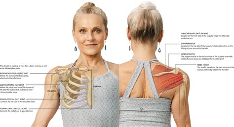 Shoulder Muscles Diagram Muscles Of The Shoulder Joint And Girdle