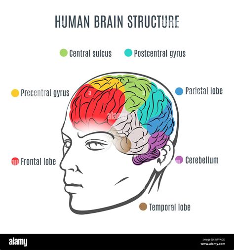 Structure Of The Human Brain Human Head With Brain Inside Human Brain