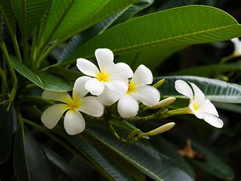 Frangipani Flower Plumeria Stock Photo Image Of Flower Plant