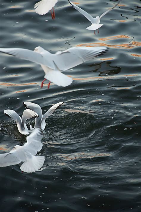 Free Images Sea Ocean Wing Wave Seabird Reflection Vertebrate
