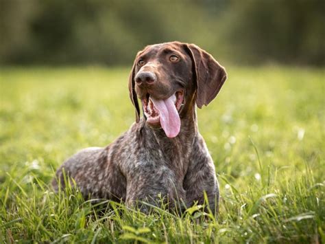 Pointer Inglés Todo sobre esta increíble raza de perros grupoalgalia es