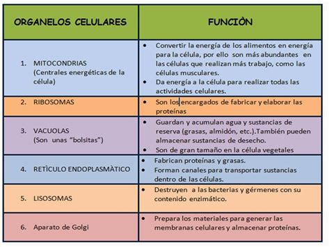Ciencias 1 Organelos Celulares y su función