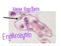 Menschliche Histologie Karteikarten Quizlet