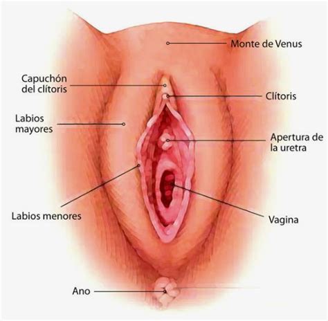 El Clitoris De La Mujer Naked Images