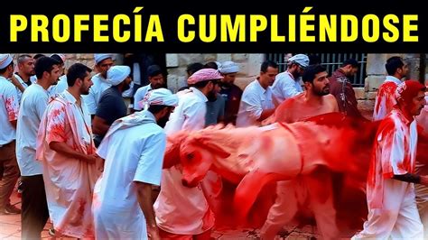 NACIÓ UNA NOVILLA ROJA EN ISRAEL EL TERCER TEMPLO ESTÁ CERCA YouTube
