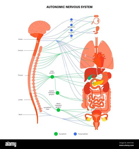 Autonomic Nervous System Illustration Stock Photo Alamy