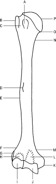 Upper Limb Clinical Gate