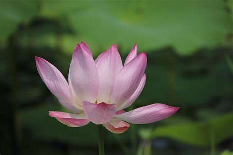 Lotus Blomma Rosa Gratis foto på Pixabay Pixabay