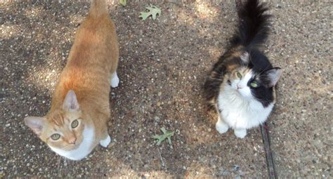 Cats Rebecca Shewmaker