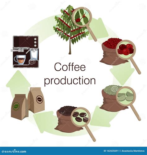Infografía Proceso Y Etapas De Producción De Café Ilustración del