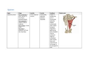 Anatomie In Vivo Blok Spier Origo Insertie Functie M Latisimus