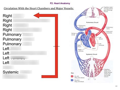 Circulation Of Heart Chambers And Major Blood Vessels Diagram Quizlet