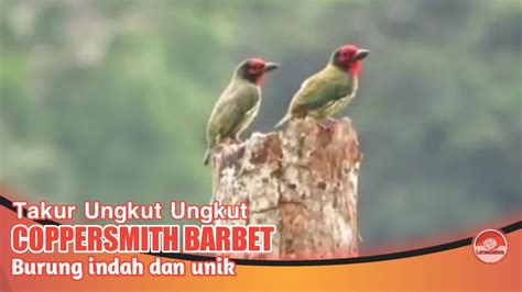 Mengamati Burung Takur Tenggeret Bersarang YouTube