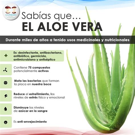 Sabías que EL ALOE VERA sábila Les compartimos más de sus beneficios