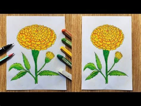Marigold Flower Drawing Step By Best Flower Site