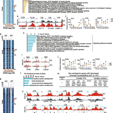 Loss Of ARID1A Leads To Changes Of Chromatin Accessibility A Assay For