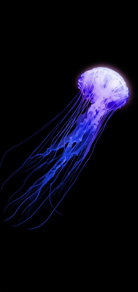 Update More Than 60 Jellyfish Wallpaper 4k In Cdgdbentre