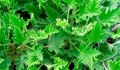 21 Plantas Repelentes De Mosquitos Cinco Noticias