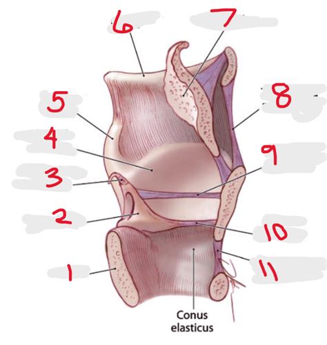Larynx Cartilages Labeling Diagram Quizlet