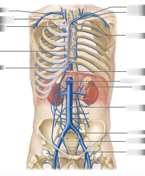 Veins Of Abdomen Diagram Quizlet