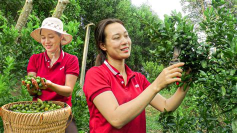 Harvesting Kumquat Star Fruits Goes To The Market Sell Process Pig