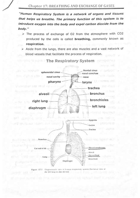 SOLUTION Class 11 Breathing And Exchange Of Gases Notes Biology For