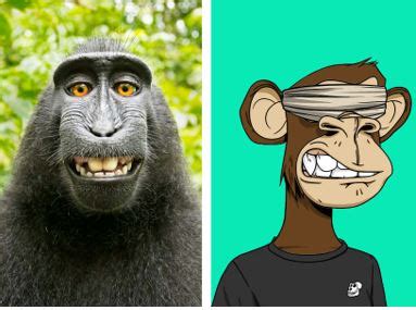 Bored Apes And Monkey Selfies Copyright And PFP NFTs New York State