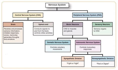 Peripheral Nervous System Somatic And Autonomic