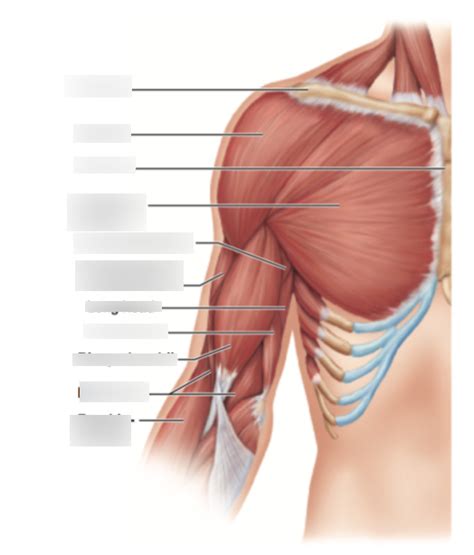 Muscles Crossing The Shoulder And Elbow Joint Anterior View Diagram