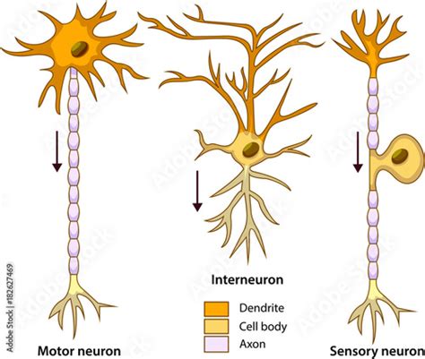 Schematic Vector Illustration Of Three Types Of Neurons Or Nerve Cells