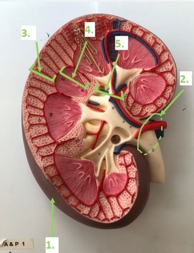 Urinary System Lab Practical Flashcards Quizlet