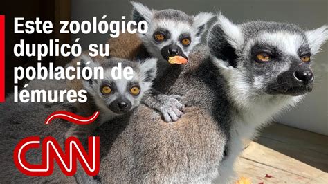 Conoce a Zeus el lémur que ayudó a duplicar su especie en un zoológico