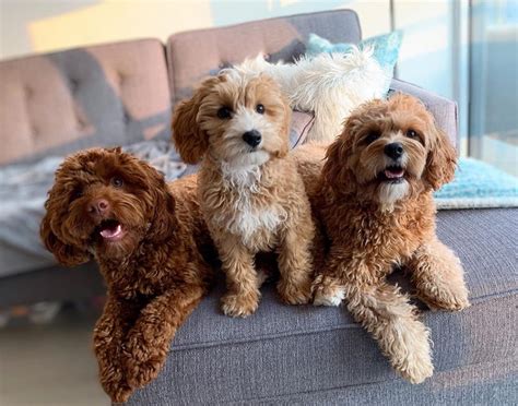 Poodle Toy o Caniche Características carácter y salud Mascotas Online