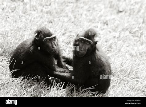 Dos Monos Abrazados Fotos e Imágenes de stock Alamy