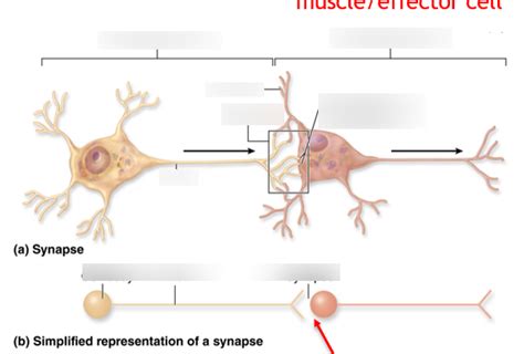 Synapse Diagram Quizlet