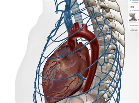 Anat Cardio 2 Flashcards Quizlet