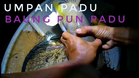Tahan Tajur Baung 2023 Umpan Padu Baung Pun Padu YouTube
