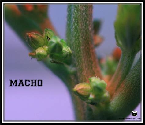 Cómo diferenciar una planta macho de una hembra Como cultivar