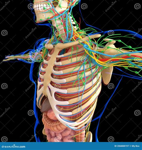 Human Anatomy For Medical Concept D Illustration Stock Illustration
